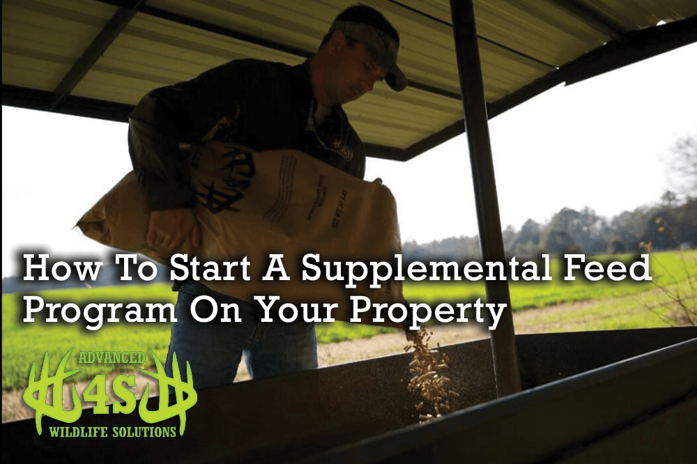 How to Start A Supplemental Feed Program – 4S Advanced Wildlife Solutions